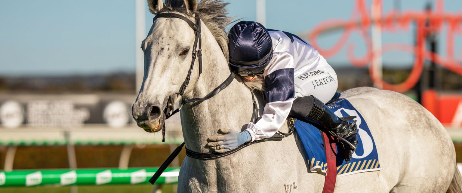 Horse Buying & Breeding Prospects | Michael Hickmott Bloodstock