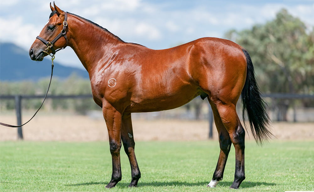 Horse Buying & Breeding Prospects | Michael Hickmott Bloodstock